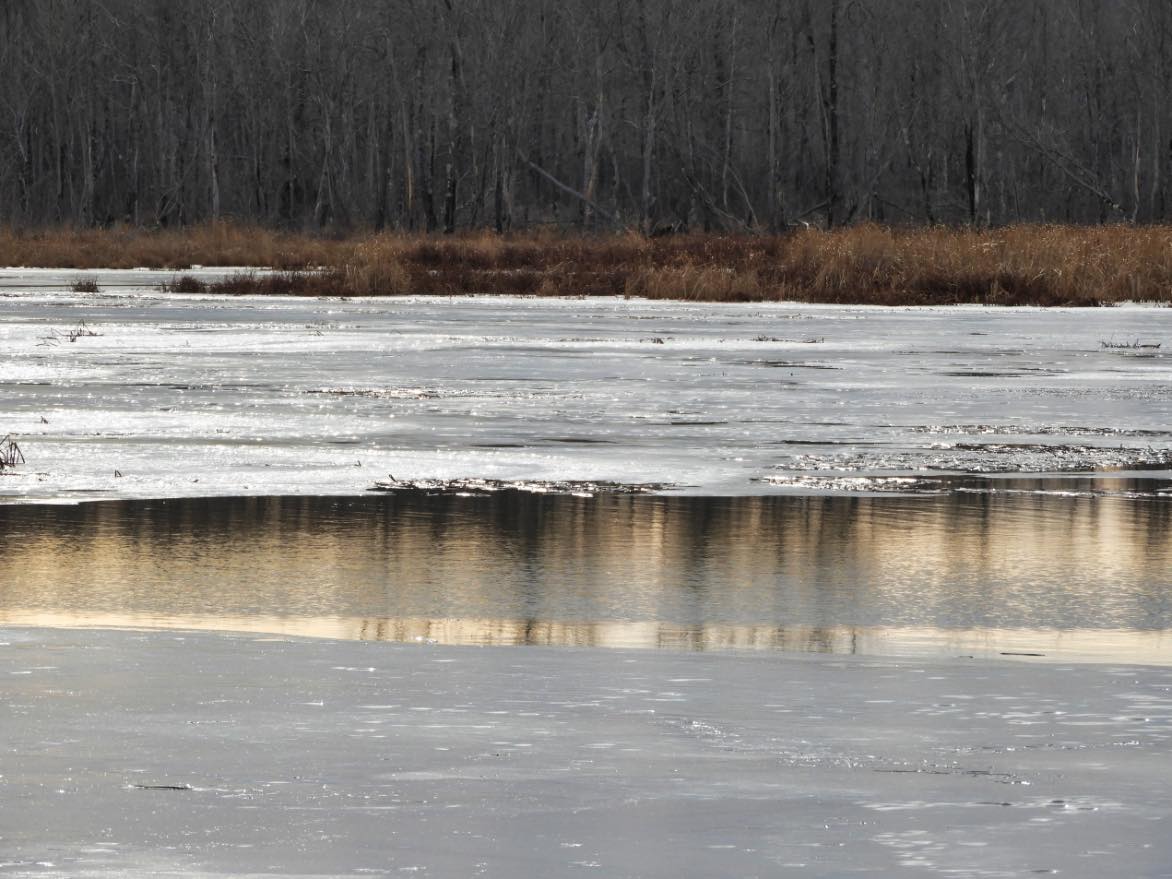 Solve The wetlands before the storm jigsaw puzzle online with 20 pieces