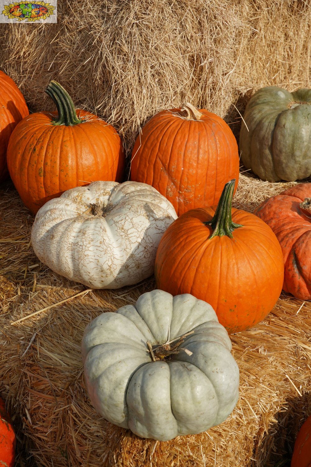 Solve Get Your Pumpkin! jigsaw puzzle online with 96 pieces