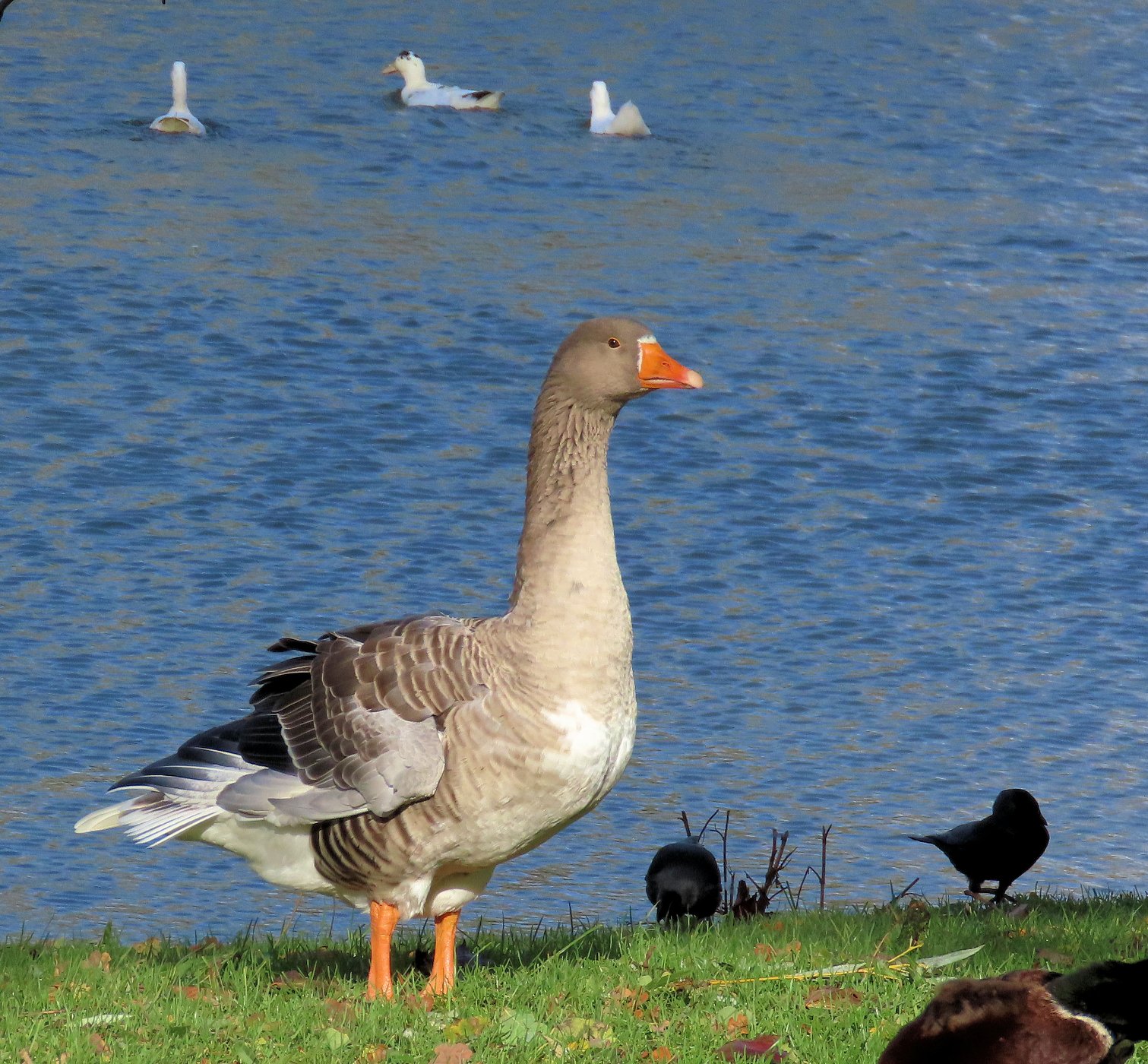 Solve greylag goose (grauwe gans) jigsaw puzzle online with 56 pieces