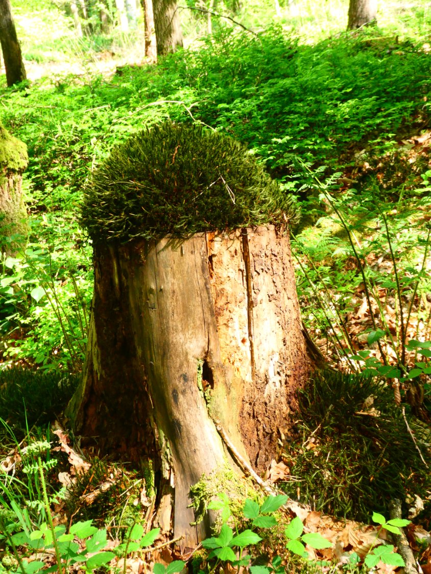 Solve A tree stump, with 'hair' (mosses) at the top jigsaw puzzle ...