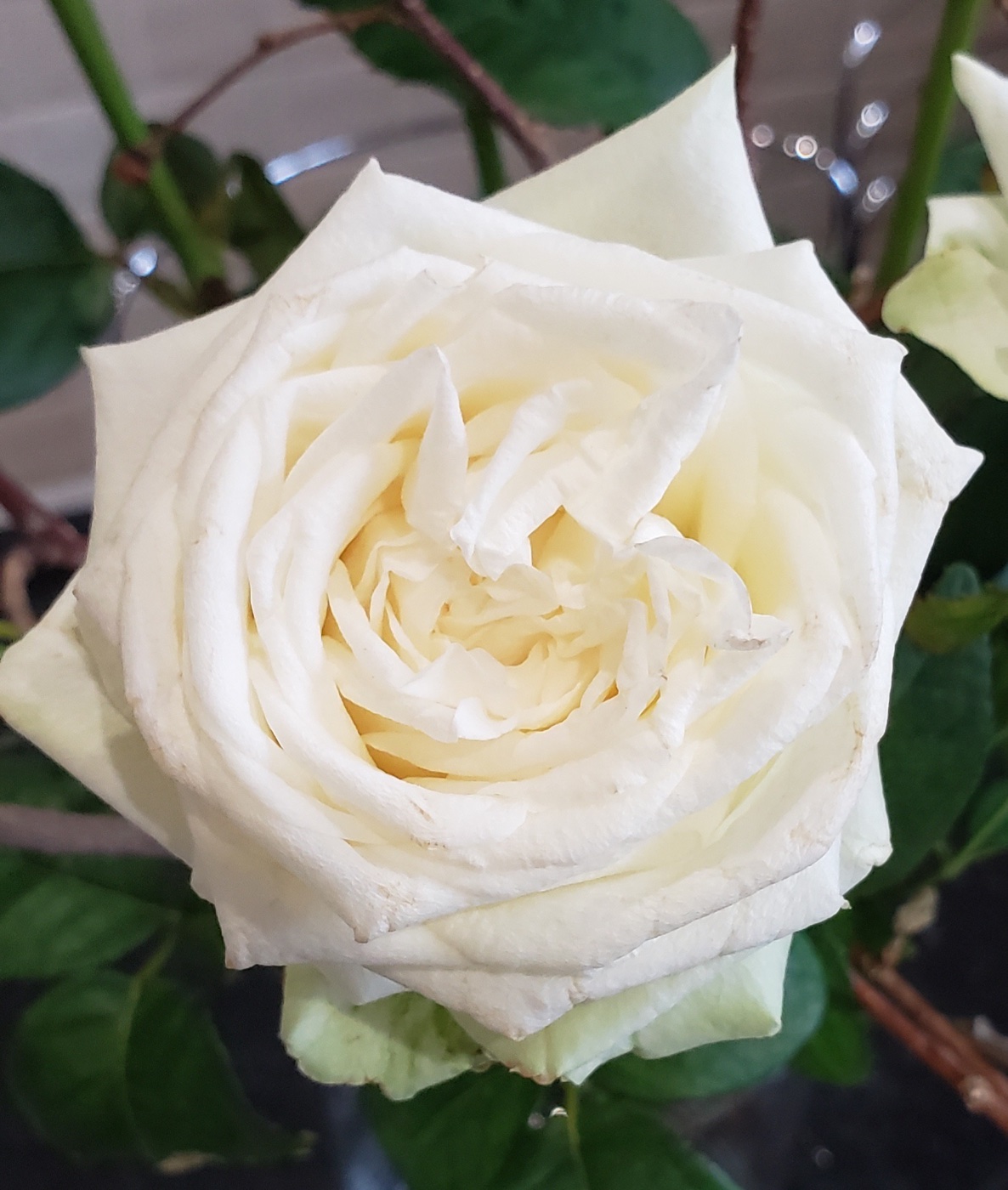 Solve White Rose jigsaw puzzle online with 42 pieces