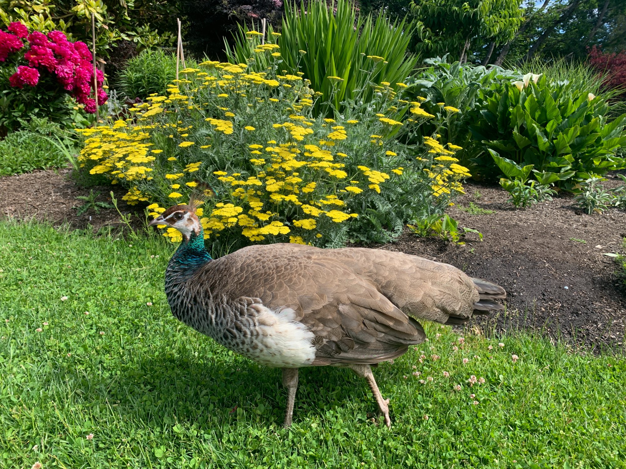 Solve A Peahen Female Peacock In Beacon Hill Park In Victoria Bc