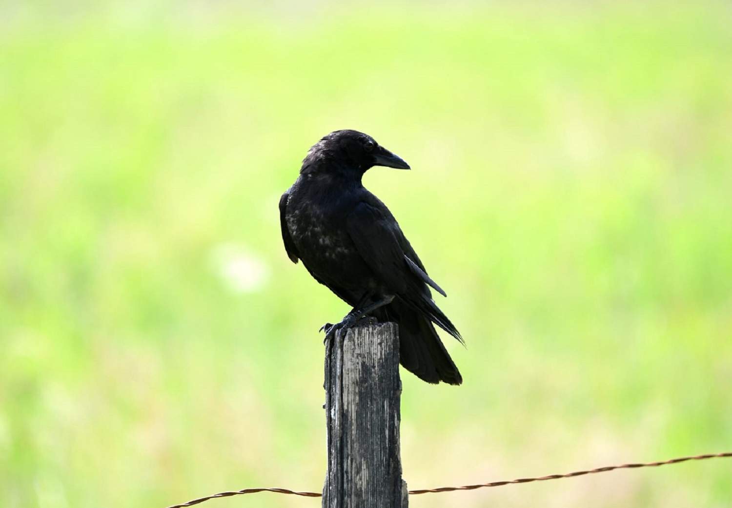 Solve "Quothe the Raven, Nevermore" jigsaw puzzle online with 96 pieces