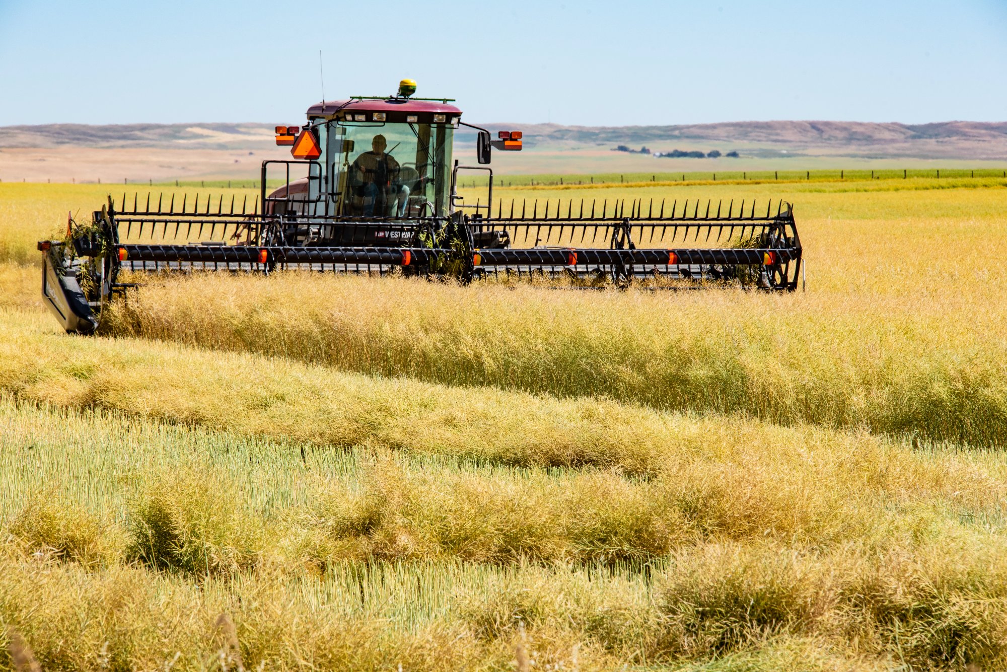 Solve swathing canola 004 jigsaw puzzle online with 70 pieces