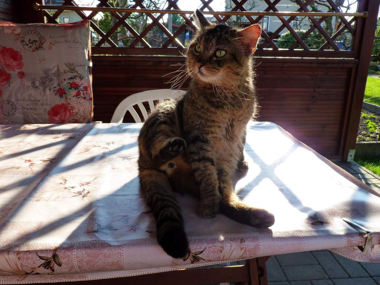 Solve Náš Mourek / Our cat Mourek jigsaw puzzle online with 30 pieces