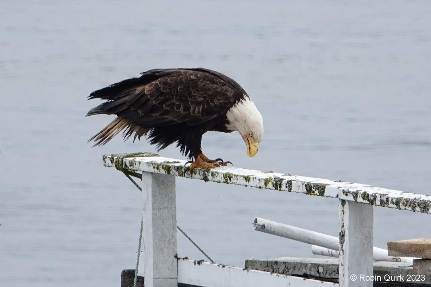 Solve Bald Eagle jigsaw puzzle online with 54 pieces