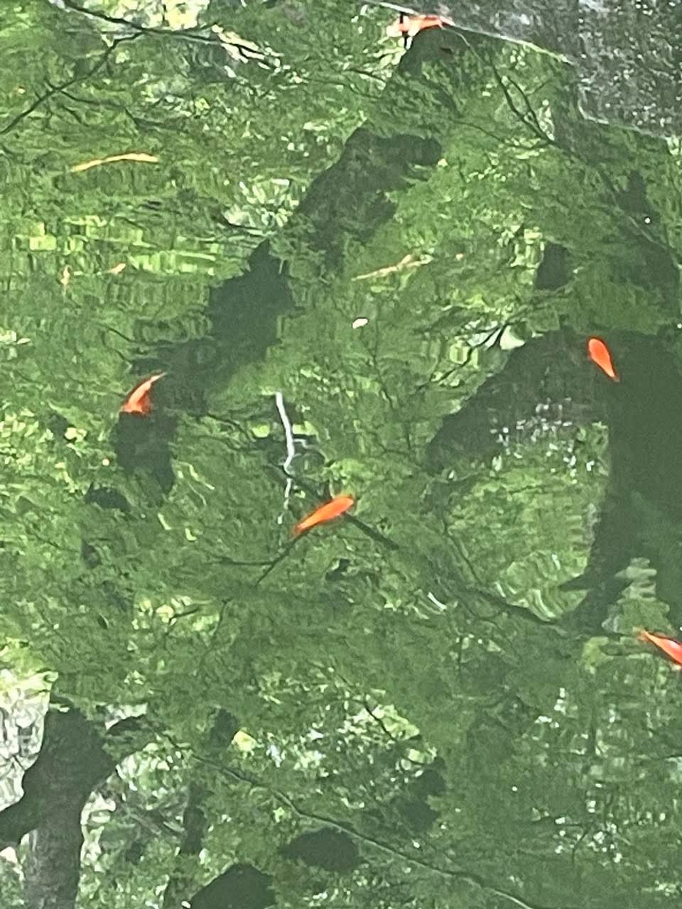 Solve 木や池、あるいはその両方にいる魚 Fish in the trees, the pond, or both jigsaw ...