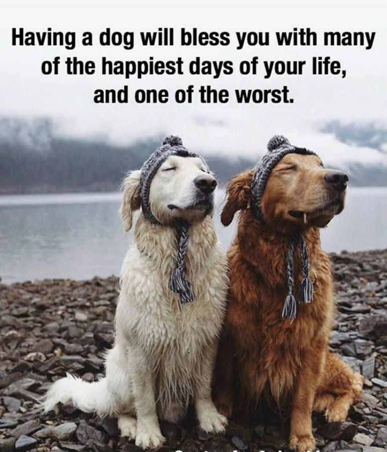 Solve Dogs Make Me Happy And Smile jigsaw puzzle online with 42 pieces