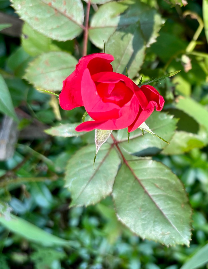 Solve Second rose of the summer jigsaw puzzle online with 20 pieces