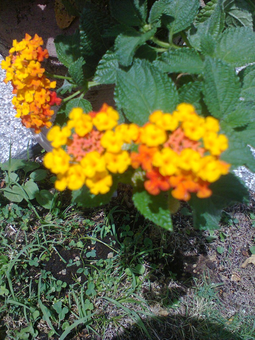 Solve Lantala- na cestách-neostrá jigsaw puzzle online with 12 pieces