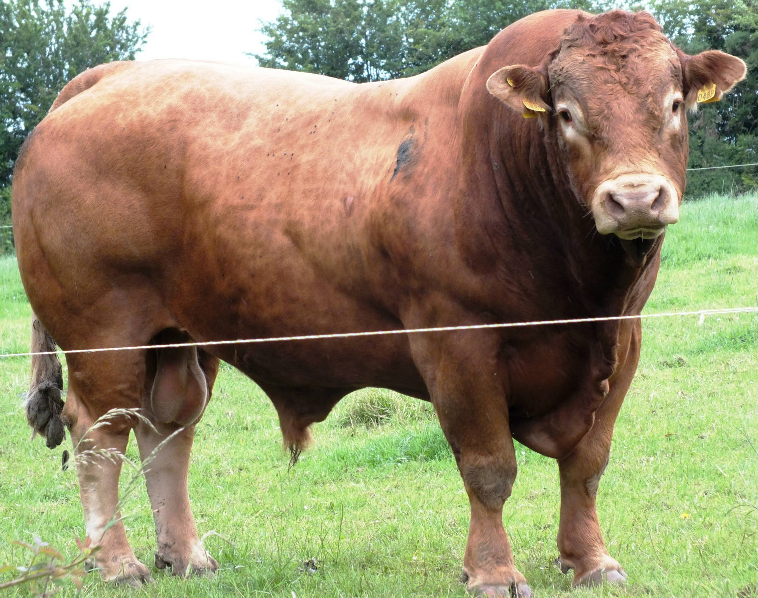 Solve bull jigsaw puzzle online with 252 pieces