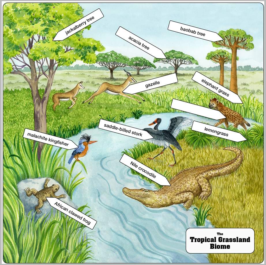 Solve Animal Puzzle jigsaw puzzle online with 25 pieces