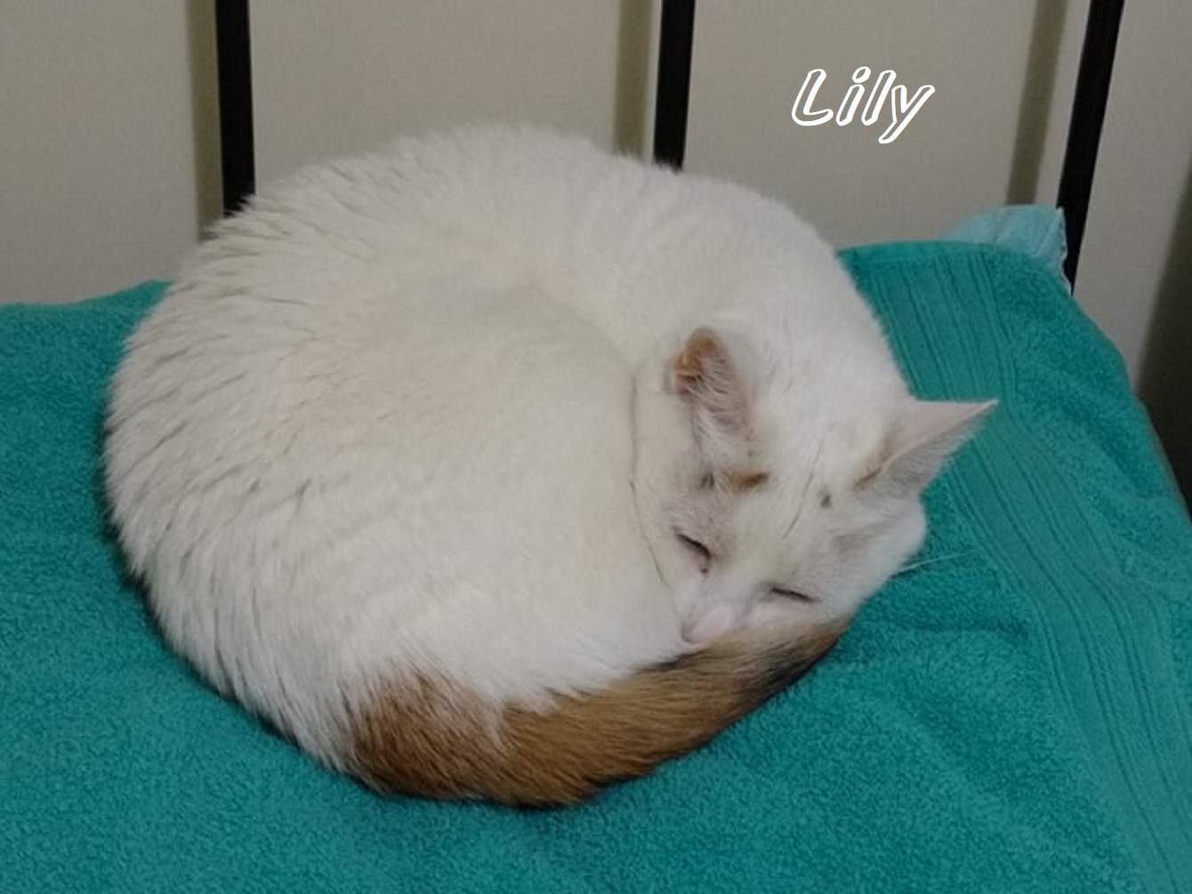 Solve Lily 0183 - "Soft kitty, Warm kitty, Little ball of fur. Happy ...