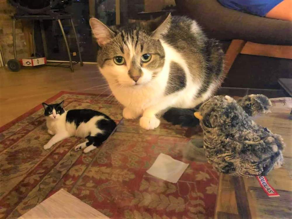 Solve Confusing Perspective #65 (Invasion of the Giant Cats) jigsaw puzzle online with 12 pieces