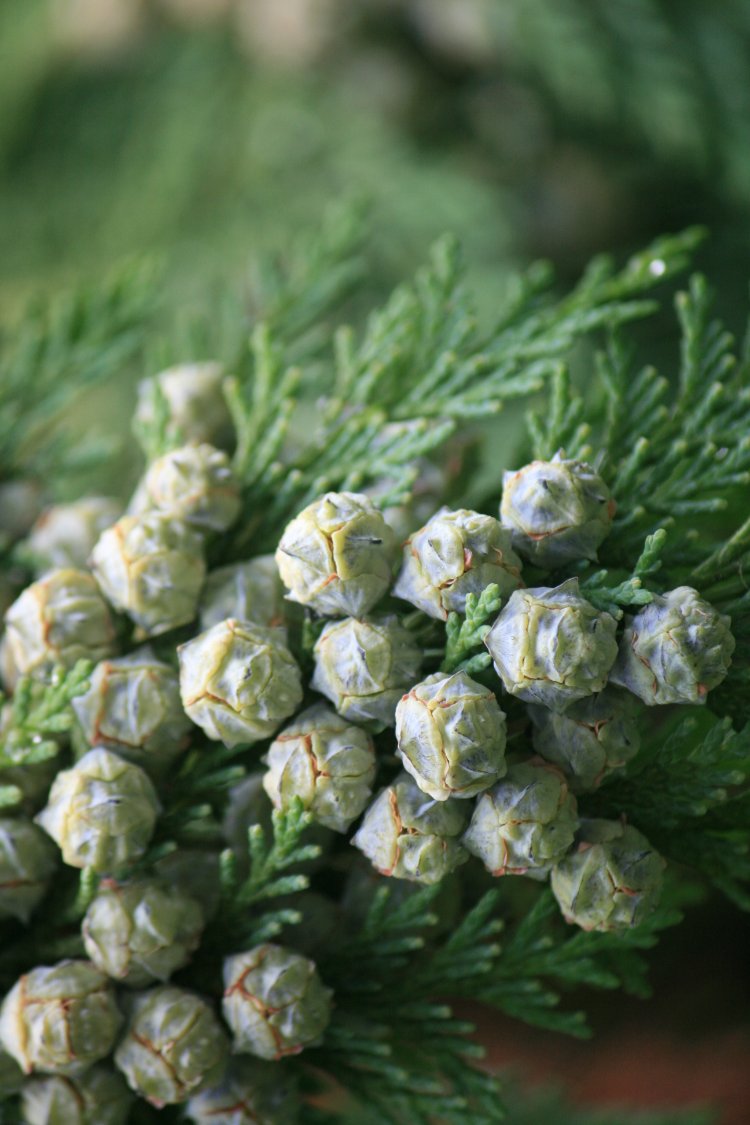 Solve 🤎🌲 Cones 🌲🤎 jigsaw puzzle online with 15 pieces