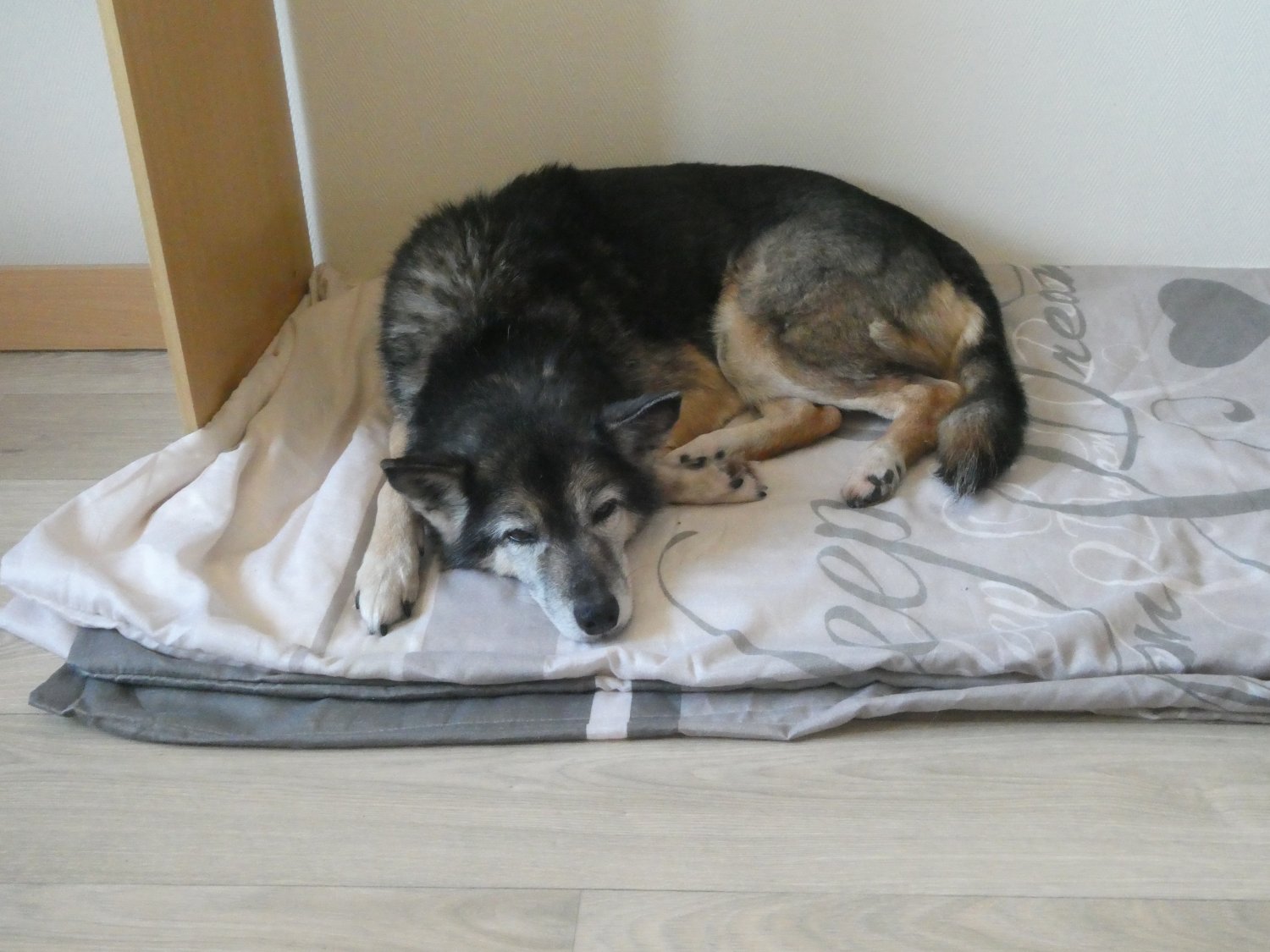 Solve Meet my new dog: Shenna, she is 10 years old, mixed, looks a bit ...