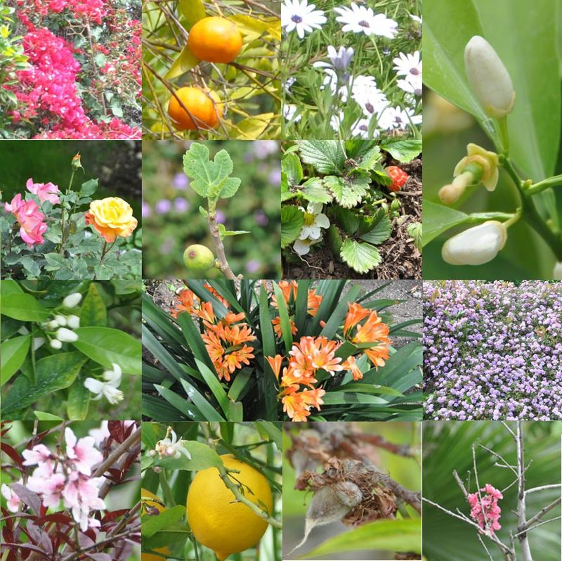 Solve Spring in So-Cal jigsaw puzzle online with 169 pieces