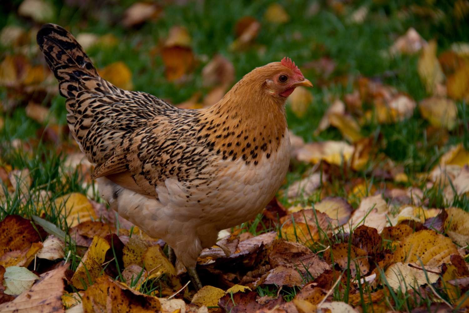 Solve What a grand chicken! / It will go up to 500 pieces just use the ...