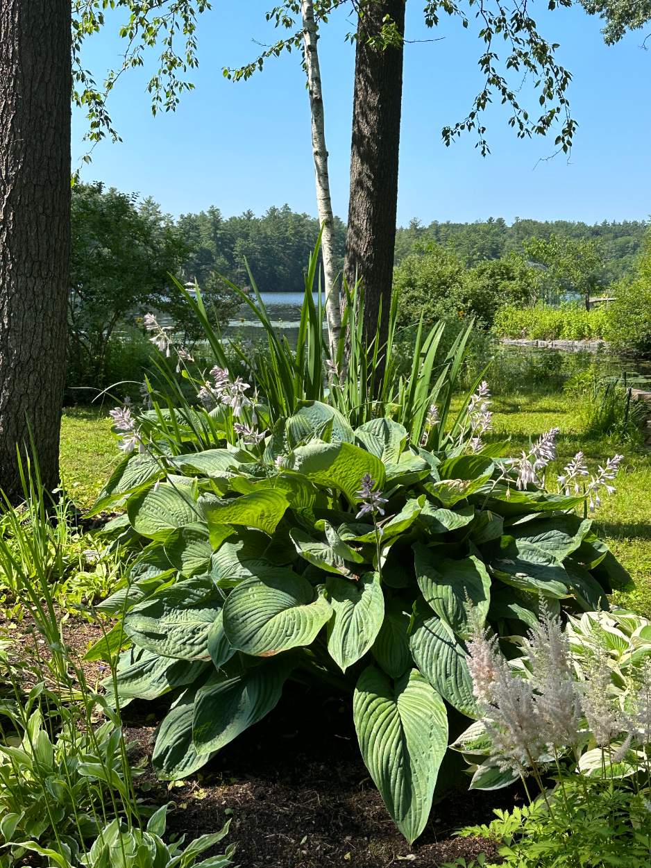 Solve My giant hostas jigsaw puzzle online with 70 pieces