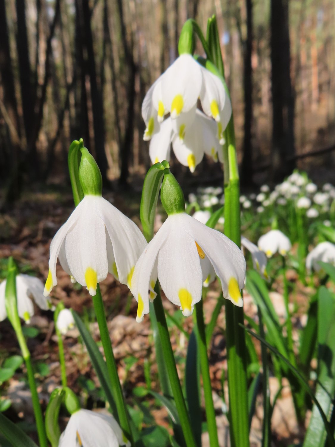 Solve Spring snowflake jigsaw puzzle online with 130 pieces