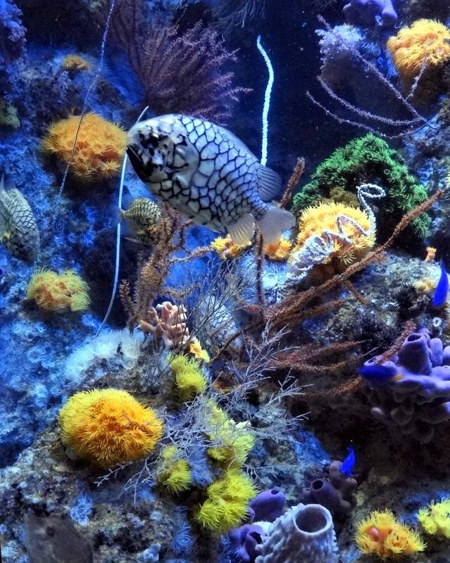 Solve Pine Cone Fish in Coral Reef Community jigsaw puzzle online with ...