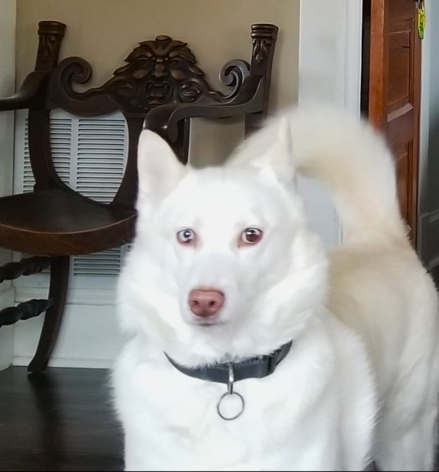 Solve Flurry jigsaw puzzle online with 72 pieces