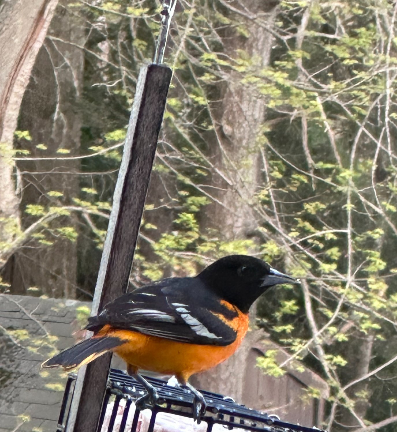 Solve Baltimore oriole jigsaw puzzle online with 72 pieces