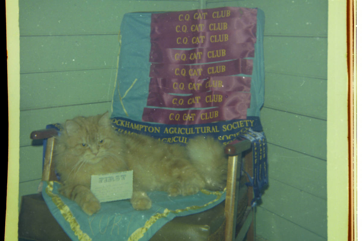 Solve THE WINNER jigsaw puzzle online with 70 pieces