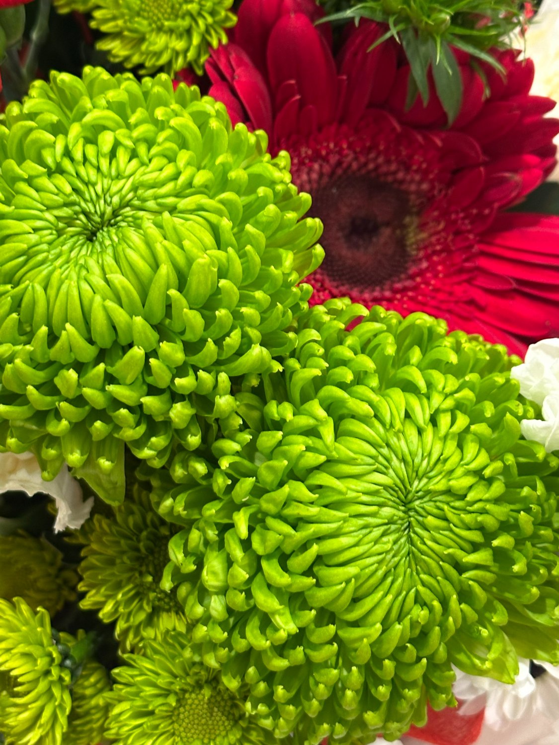 Solve Green mums--red gerbera jigsaw puzzle online with 80 pieces