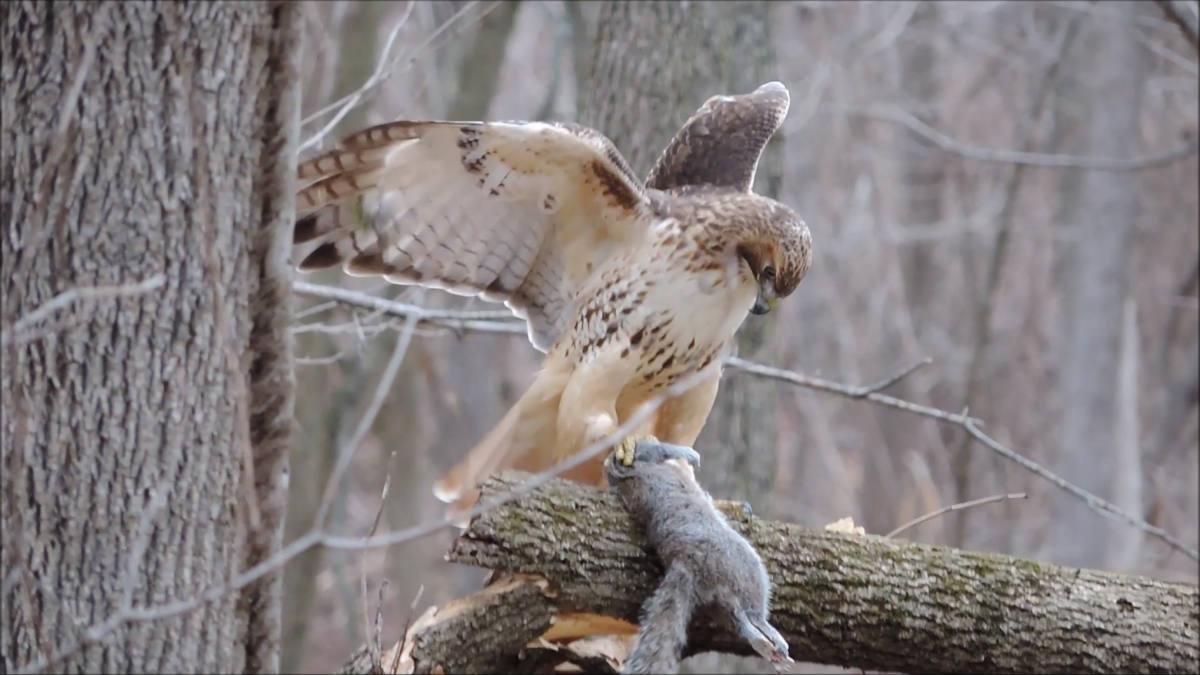 Solve Red-Tailed Hawk with a Squirrel jigsaw puzzle online with 60 pieces