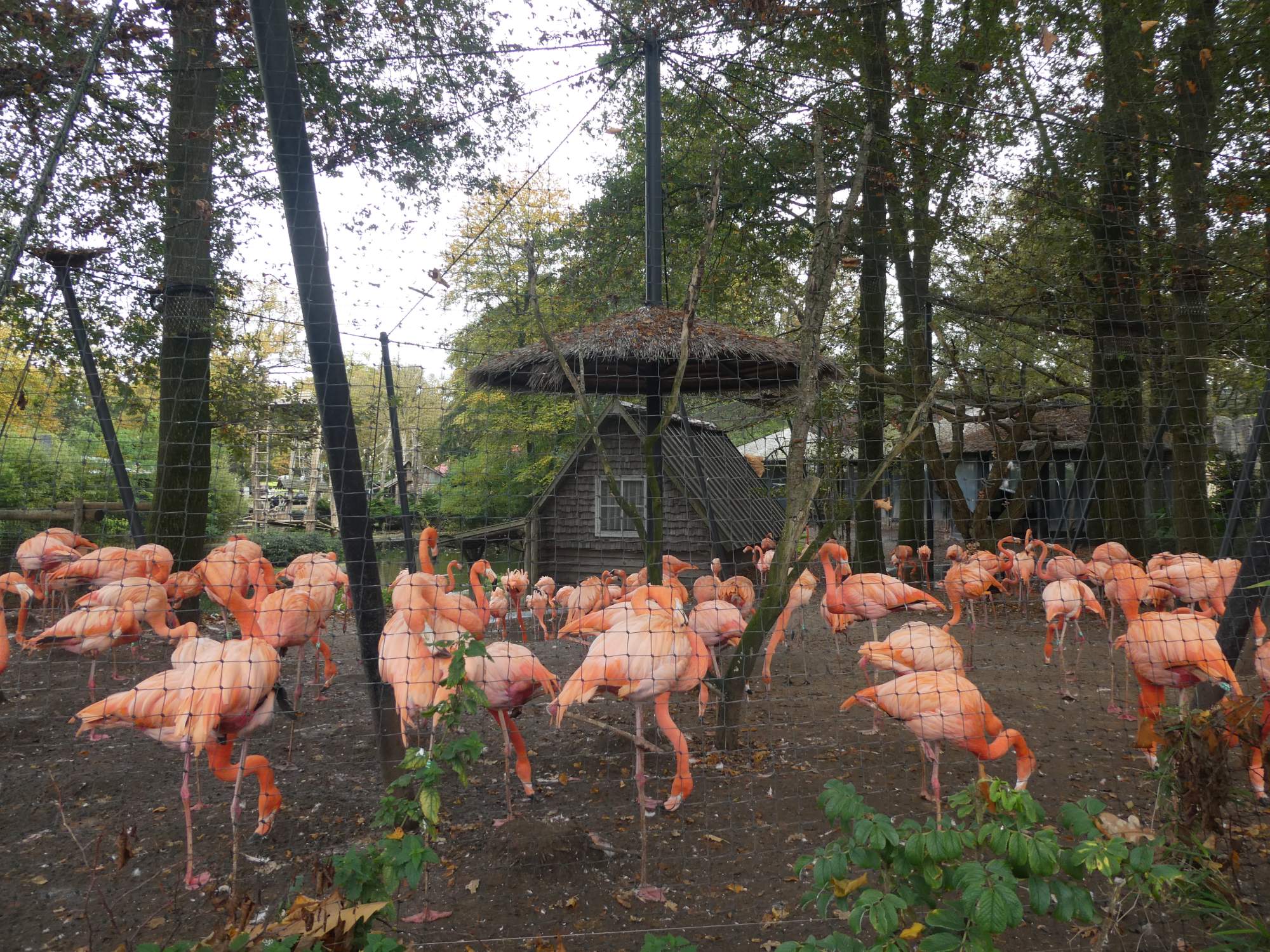 Solve Ouwehands Dierenpark. Pink Flamingos. They had ever so much space ...