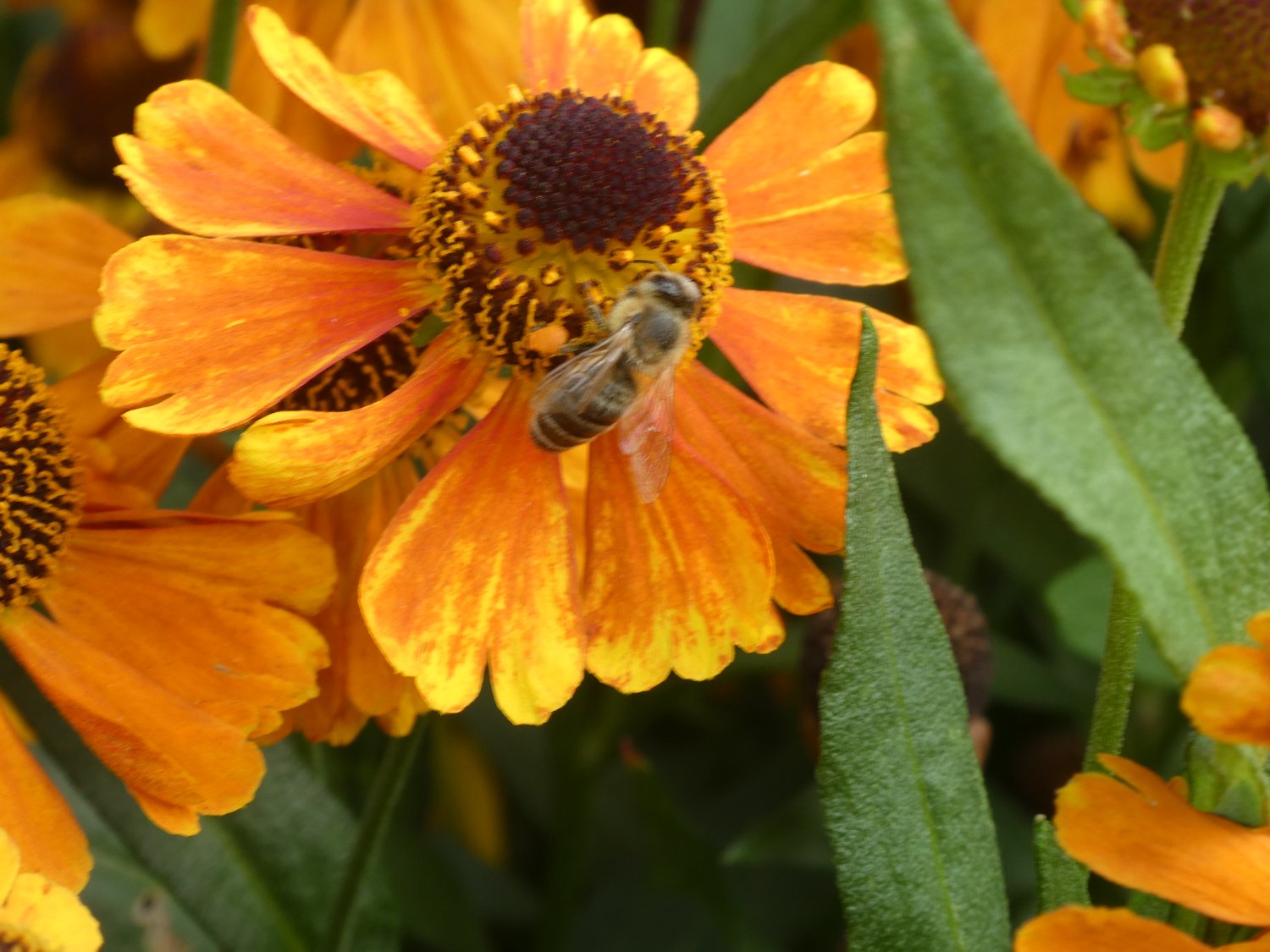 Solve Zonnekruid / Helenium (available in many colours, many variations ...