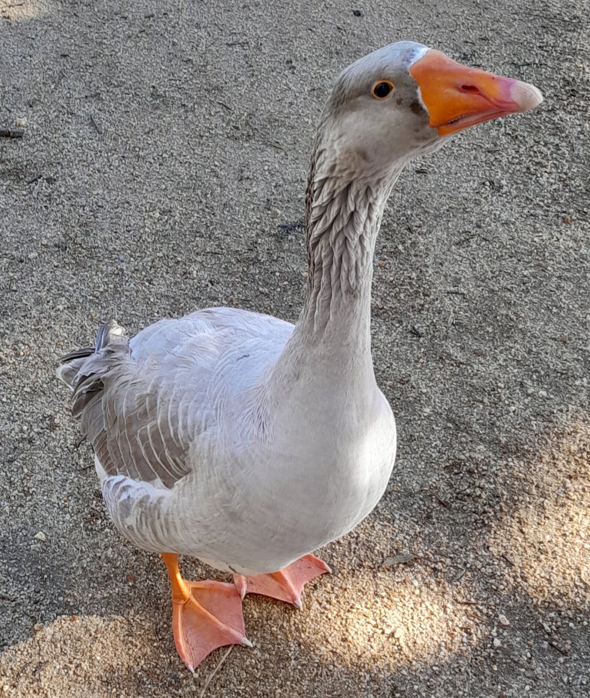 Solve Canadian goose jigsaw puzzle online with 42 pieces