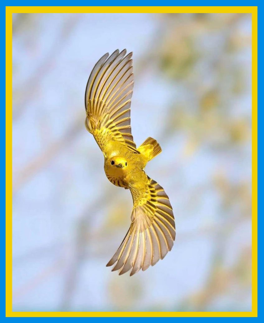 Solve American yellow warbler jigsaw puzzle online with 63 pieces