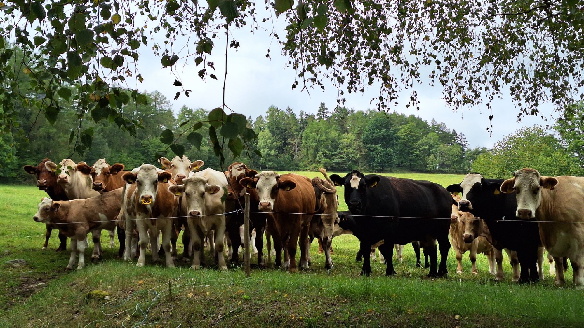 Solve Krávy, krávy, býci - Cows, cows, bulls jigsaw puzzle online with ...