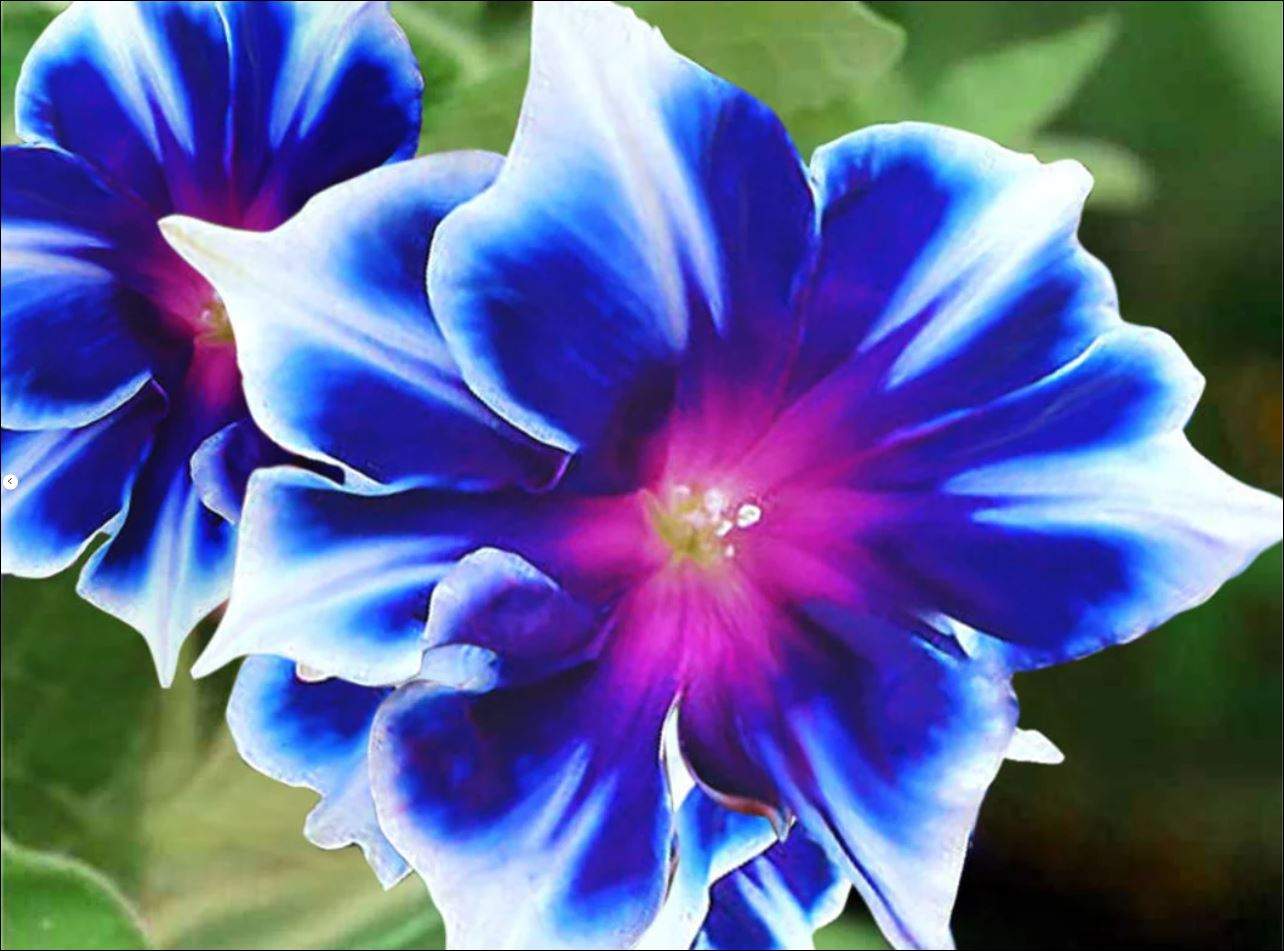 Solve ~Blue Picotee Morning Glory~ jigsaw puzzle online with 88 pieces