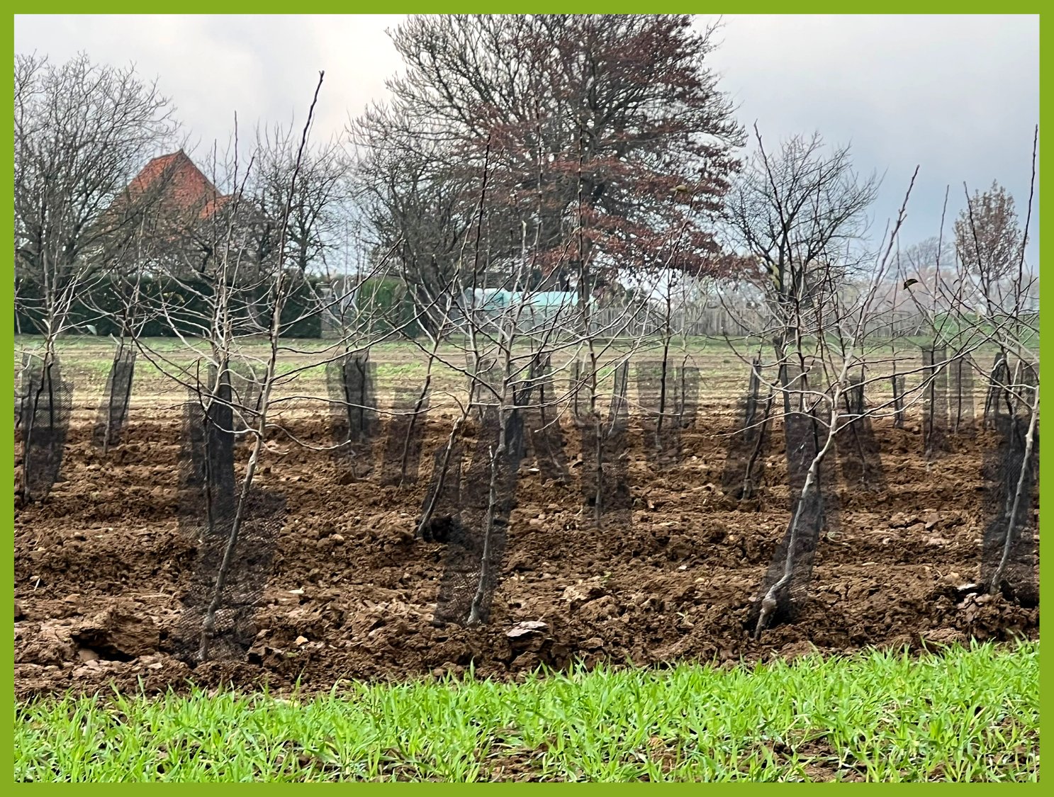 Solve Planting new fruit trees. Aanplanting nieuwe fruitbomen. jigsaw ...