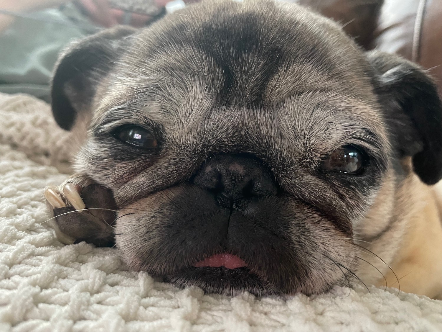 Solve Pug. jigsaw puzzle online with 48 pieces