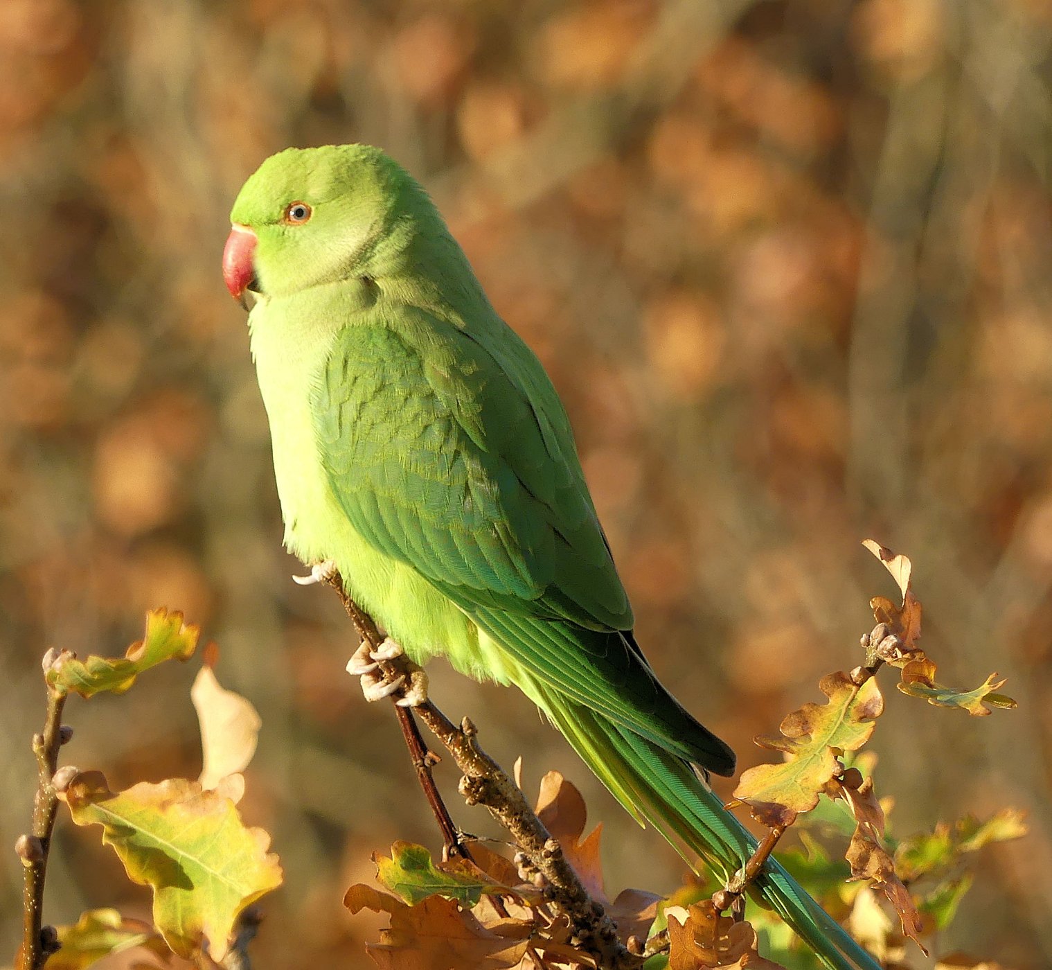 Solve female ring-necked parakeet (halsbandparkietvrouw) jigsaw puzzle ...