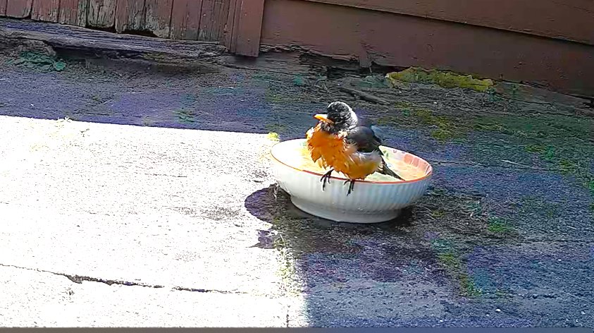 Solve Wet Robin jigsaw puzzle online with 15 pieces