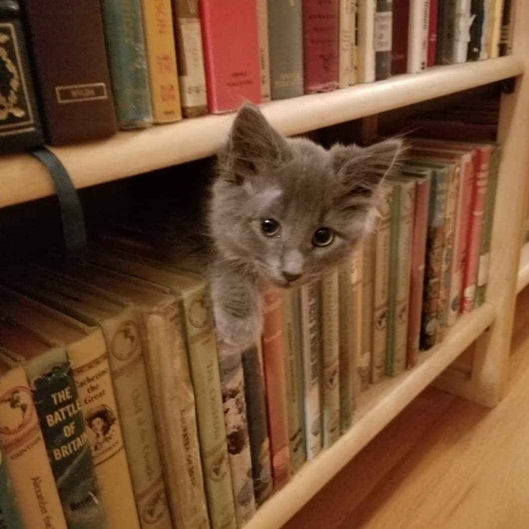 Solve Dusty jigsaw puzzle online with 196 pieces