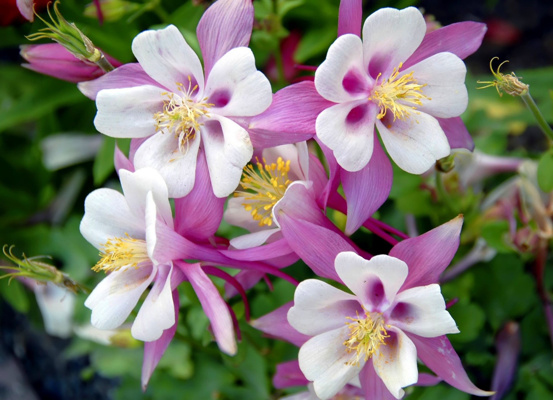 Solve flowers jigsaw puzzle online with 588 pieces