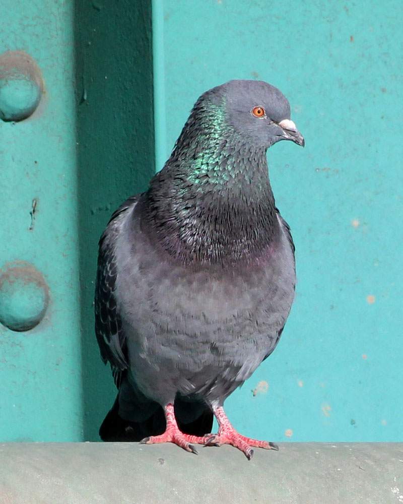 Solve Rock Pigeon, Robb Field, Ocean Beach (San Diego), California ...