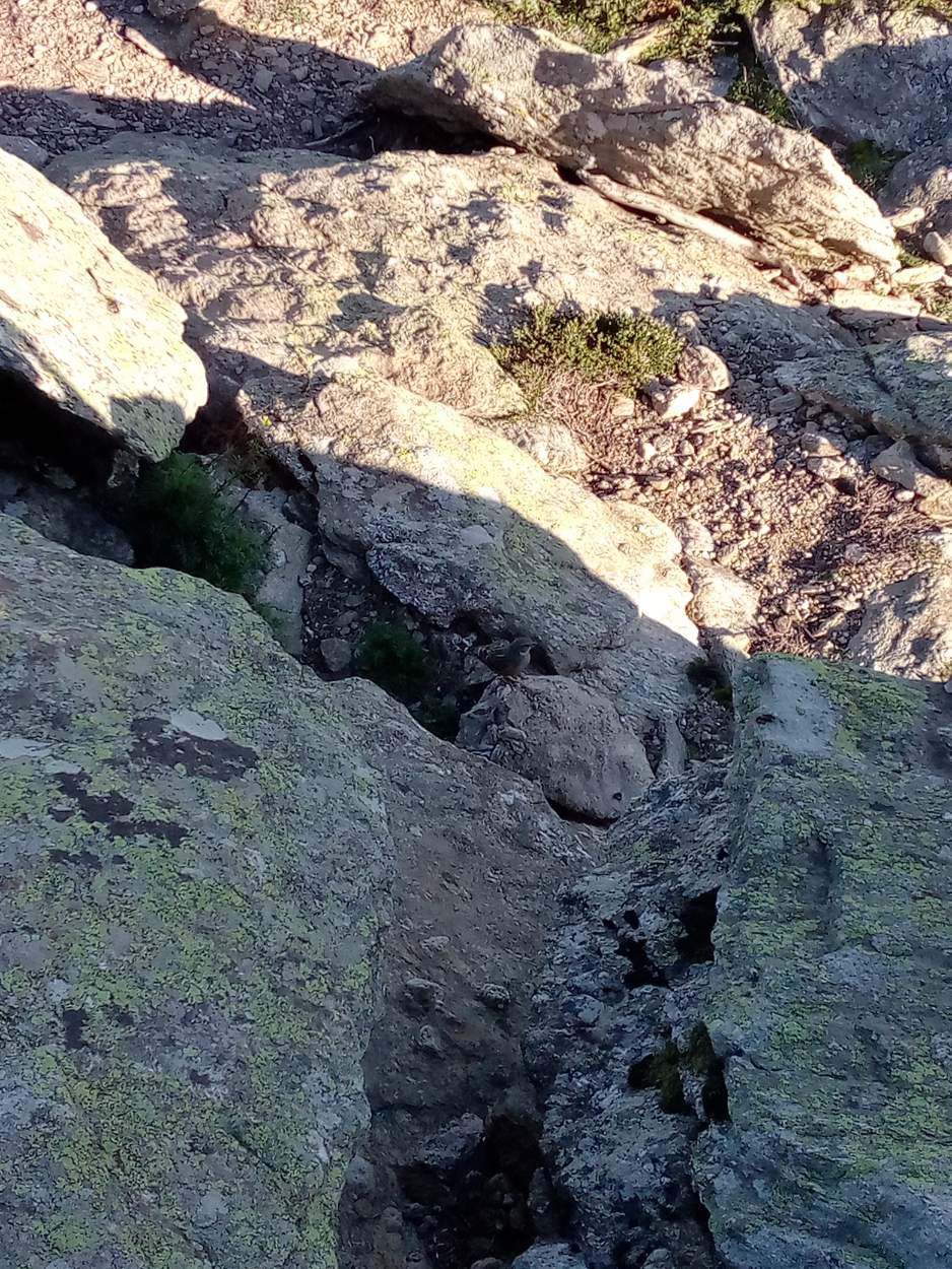 Solve il y a un oiseau caché - hidden bird jigsaw puzzle online with 80 ...