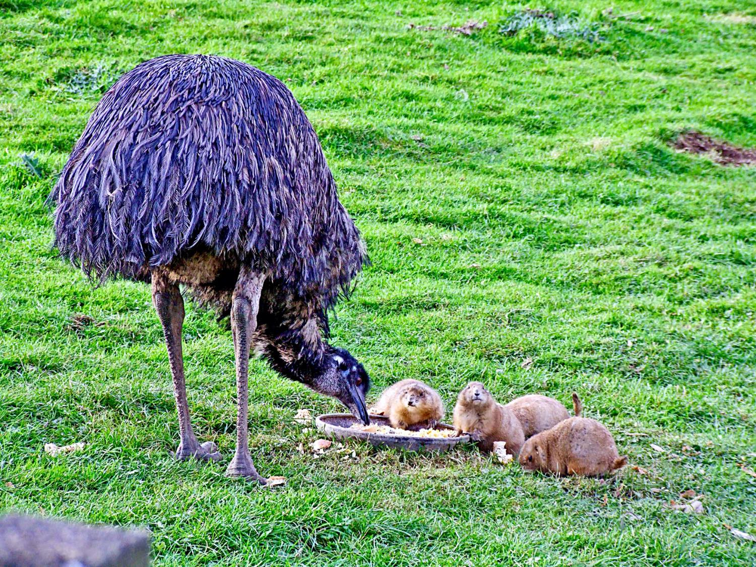 Solve Sharing jigsaw puzzle online with 99 pieces