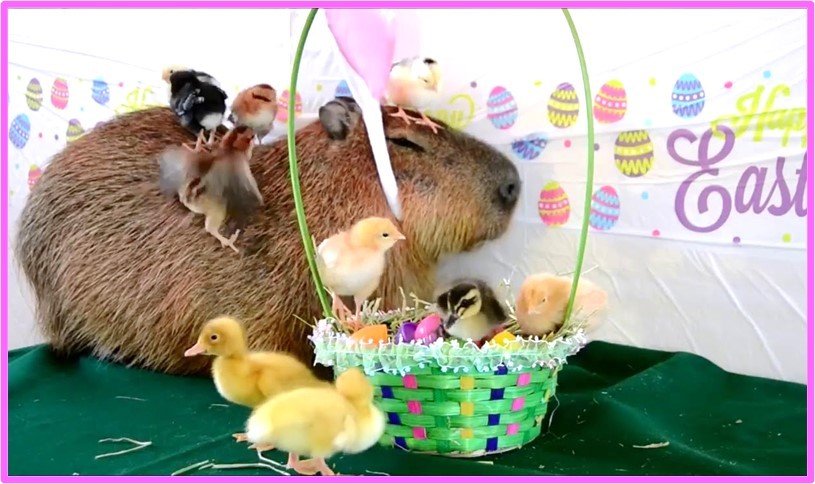 Solve Capy Easter! Capybaras Love Easter Too! (includes cute video ...