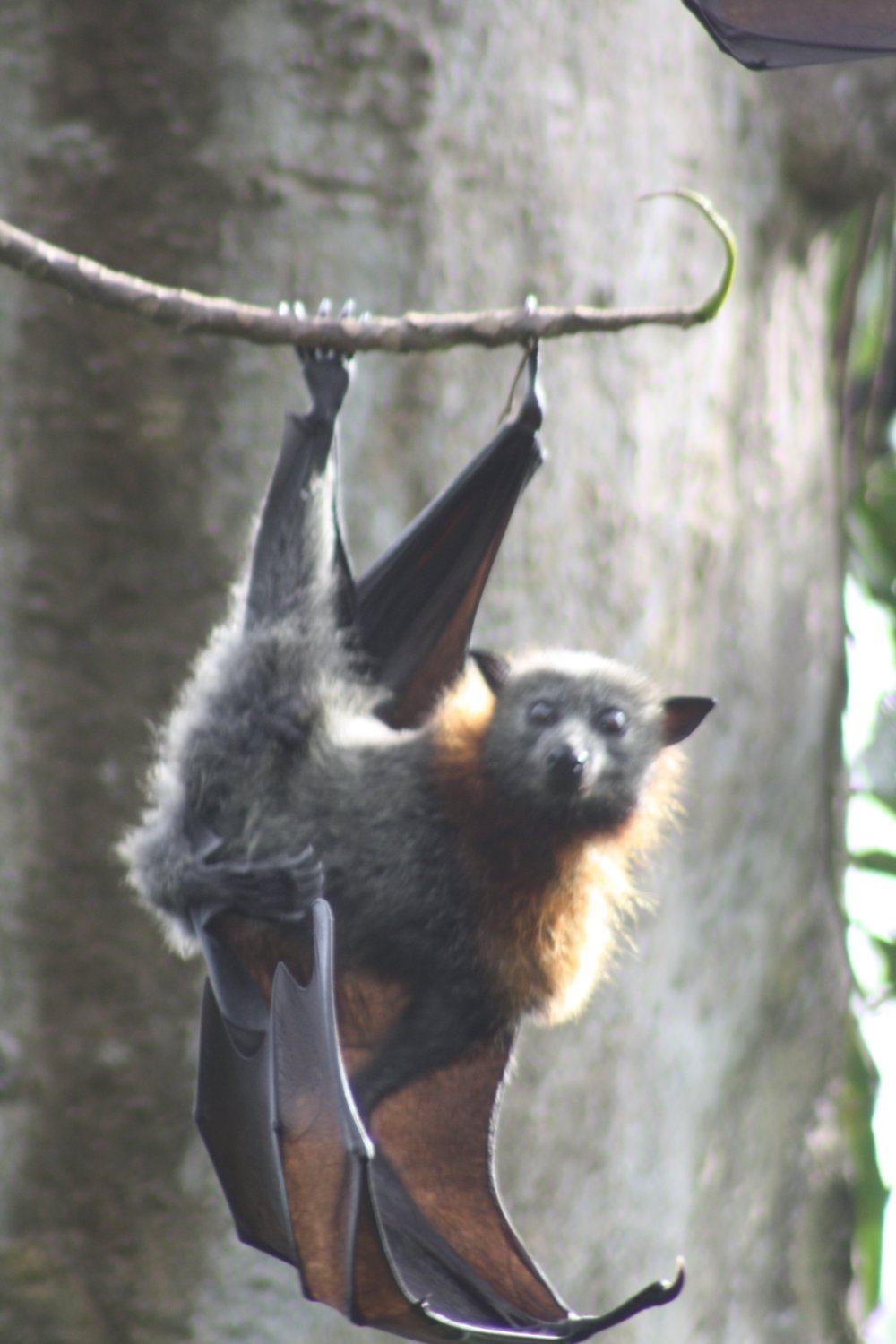 Solve bat jigsaw puzzle online with 330 pieces