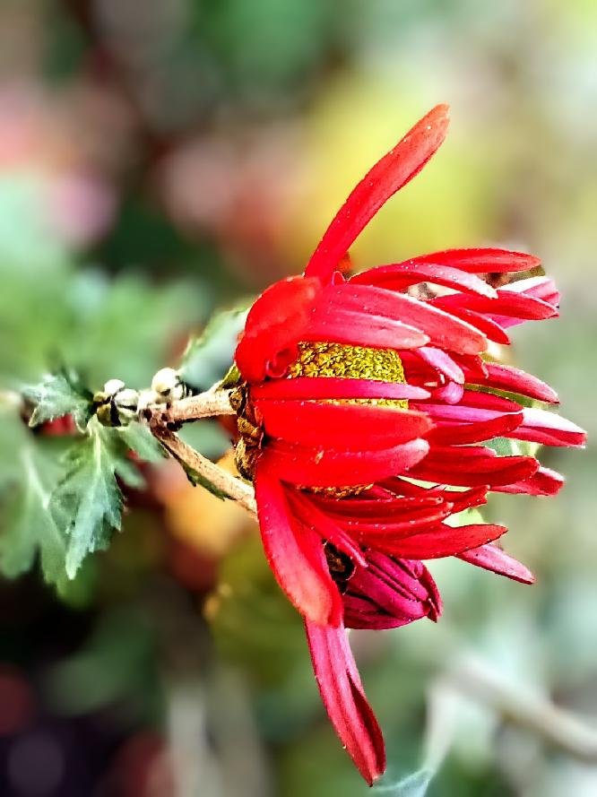 Jigsaw Puzzle | 20 pieces | 🌻👑Autumn queens👑🌻 | Jigidi