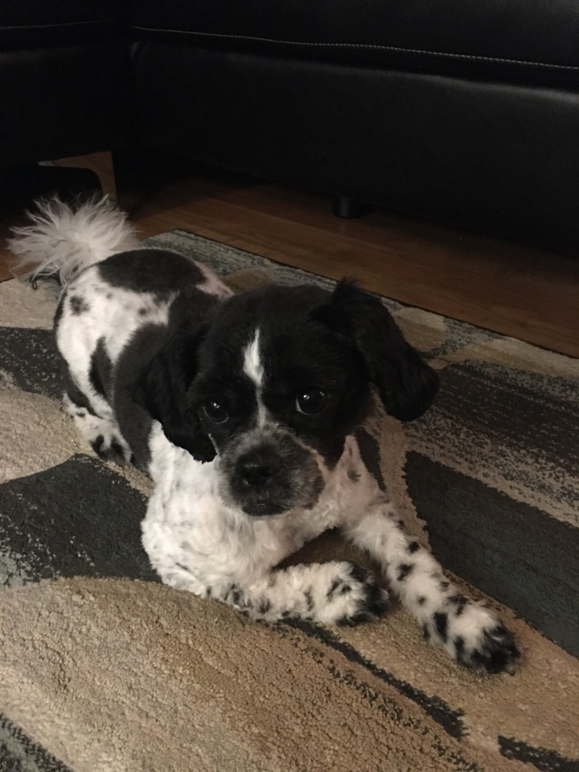 Solve Daisy jigsaw puzzle online with 12 pieces