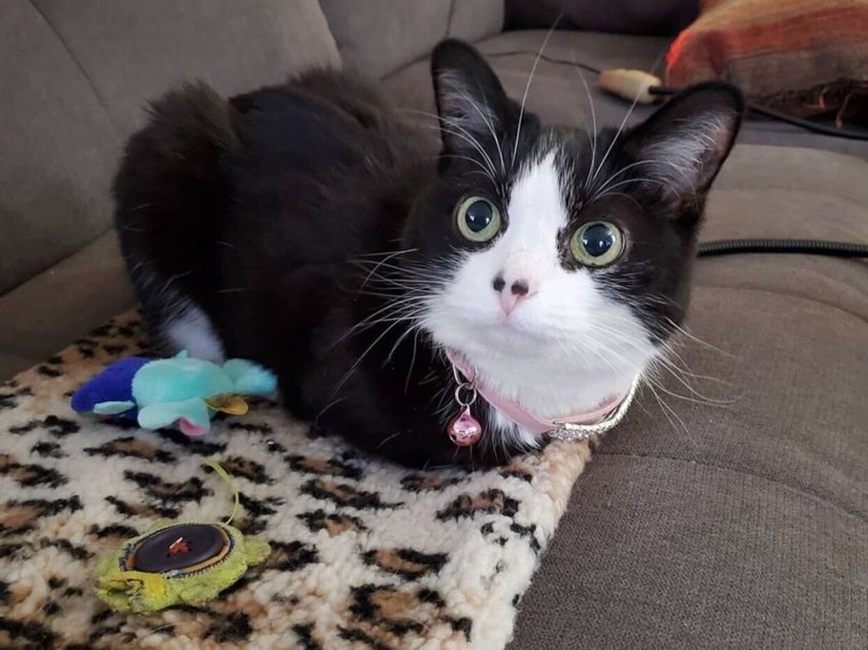 Solve Once they make eye contact with you, you’re toast jigsaw puzzle ...